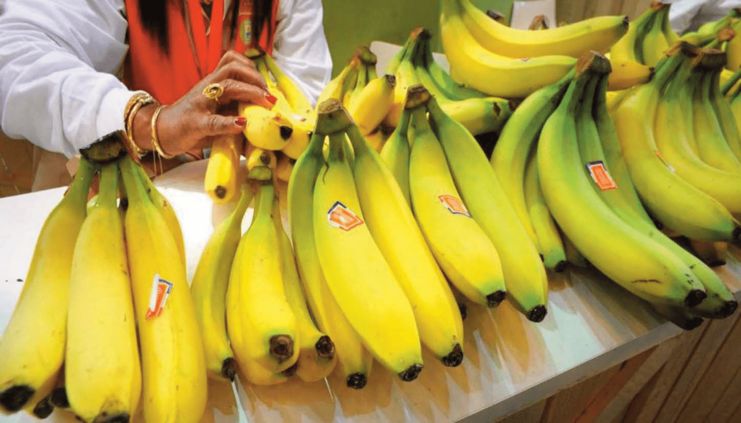 La banane antillaise interpelle l'UE sur les "fausses" bananes bio hors UE
